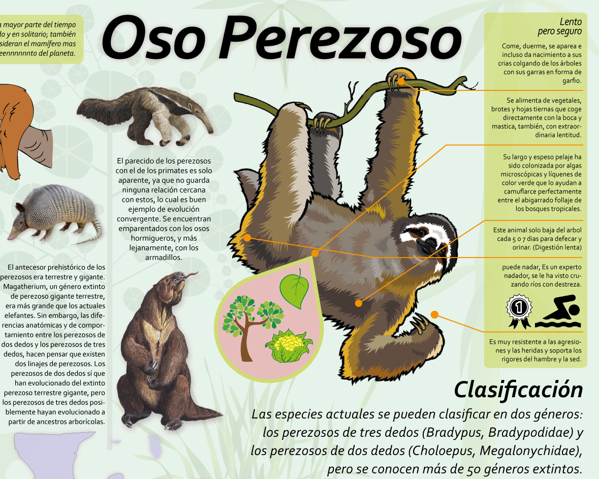 Megainfográfico OSO PEREZOSO | Domestika